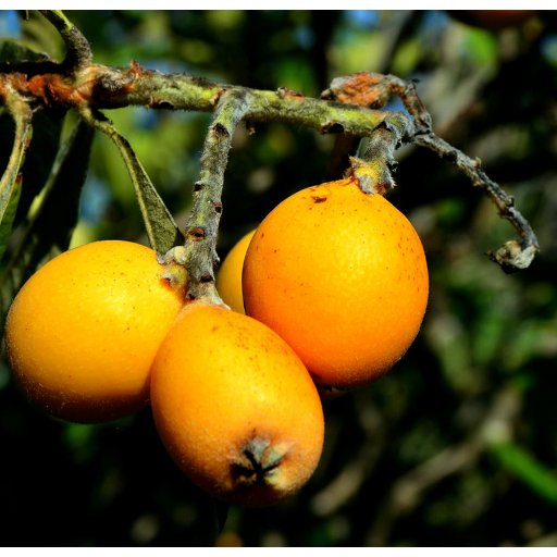 Das Försters | Geschützt: biokiste